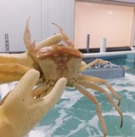 Introducing Our New Golden Crab.