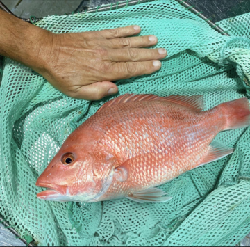 Farm-Raised Snapper Update. | Tropic Seafood